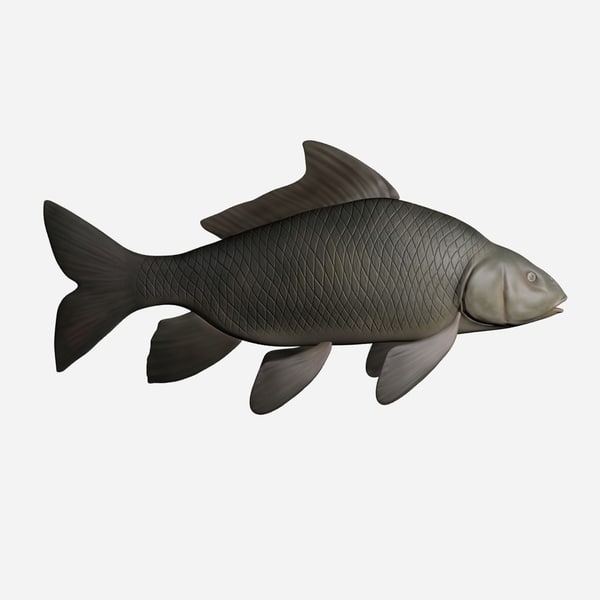 common carp fish 3d 3ds