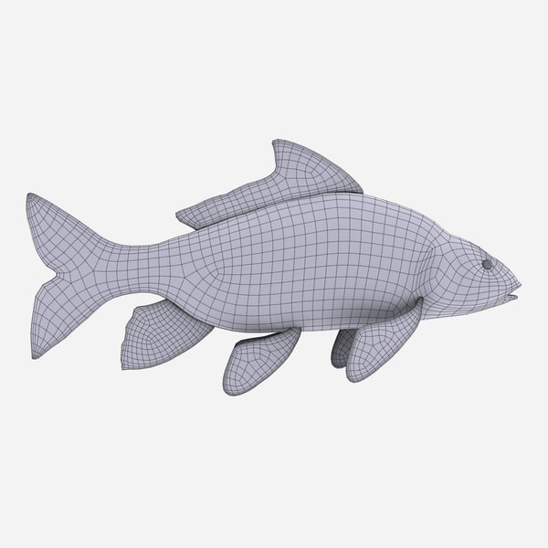 common carp fish 3d 3ds
