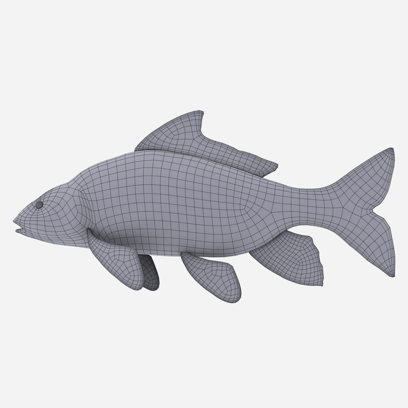 common carp fish 3d 3ds