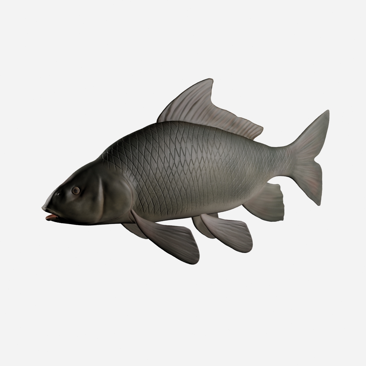 common carp fish 3d 3ds