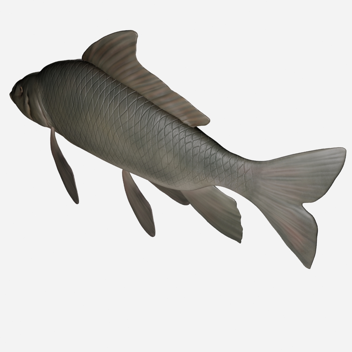 common carp fish 3d 3ds