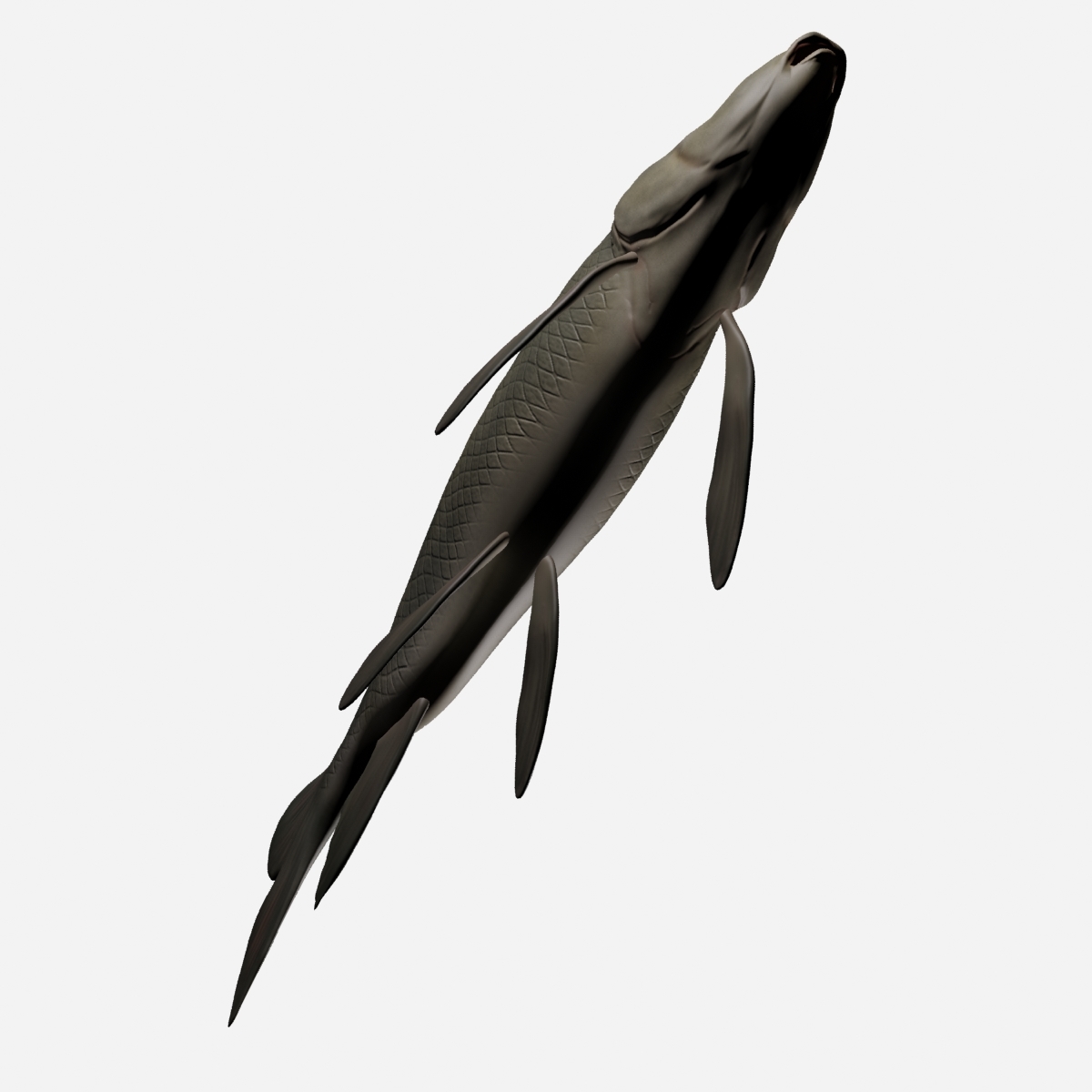 common carp fish 3d 3ds