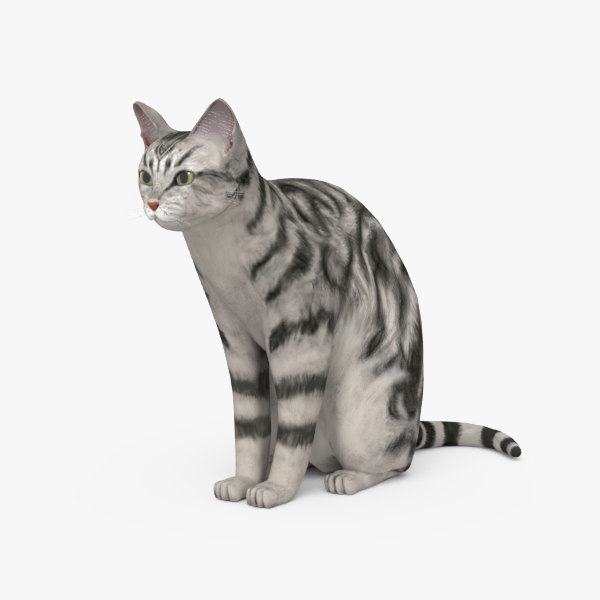 cat 3d model