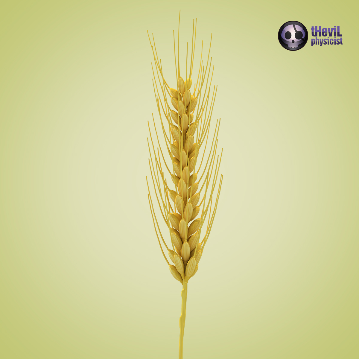 wheat 3d c4d
