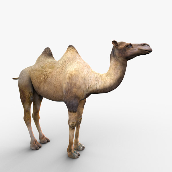 Camel 3D Models for Download | TurboSquid