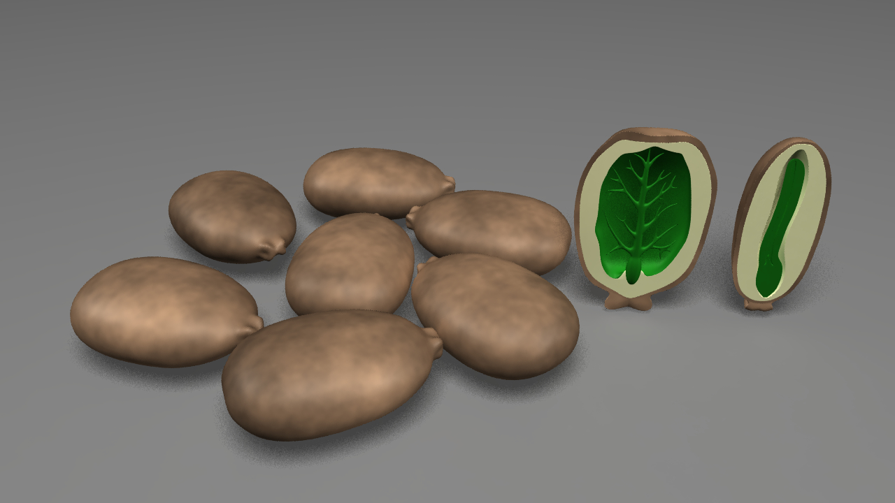 3d obj endosperm seeds
