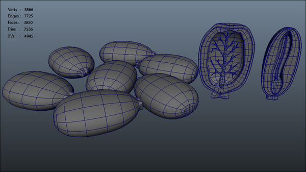 3d obj endosperm seeds