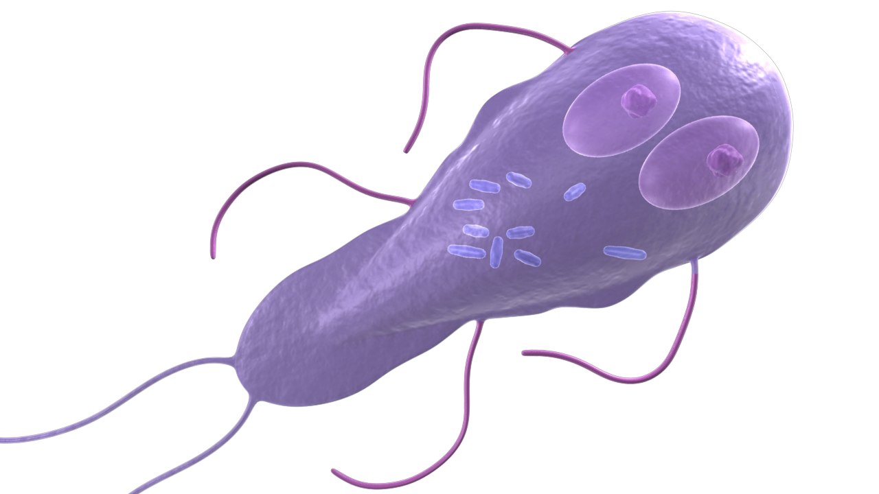 3d flagellate flagella model