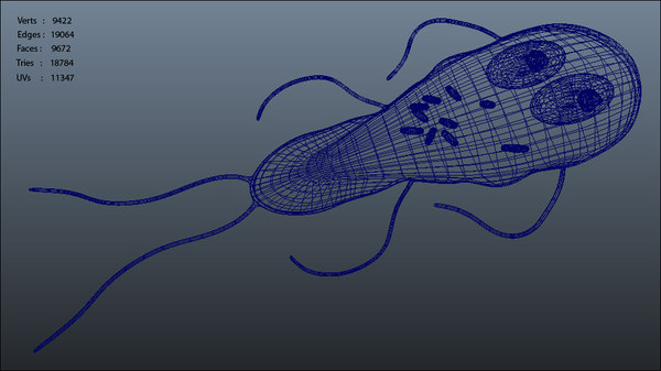 3d flagellate flagella model