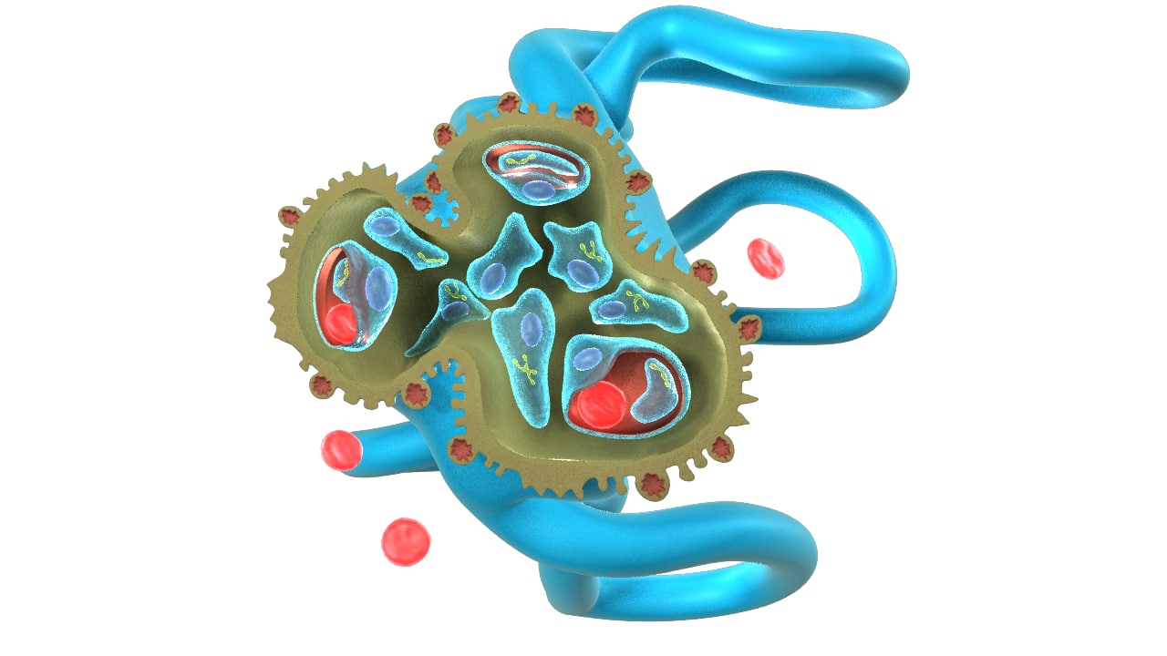 3d model glomerulus