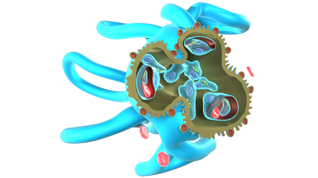 3d model glomerulus