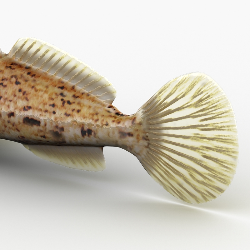 3d goby fish