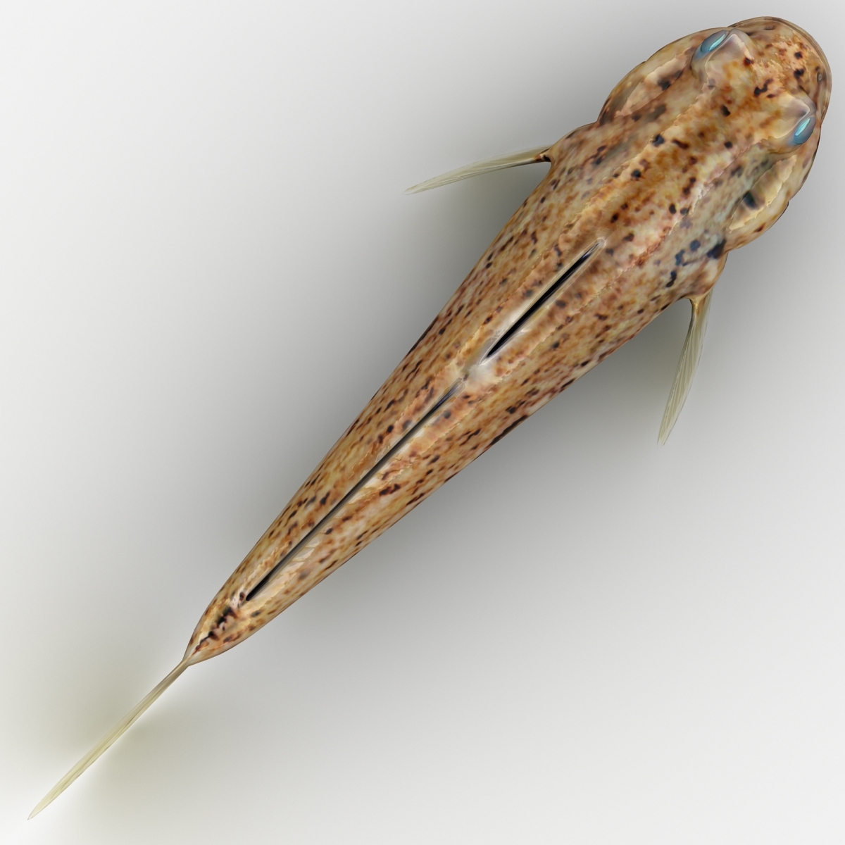 3d goby fish