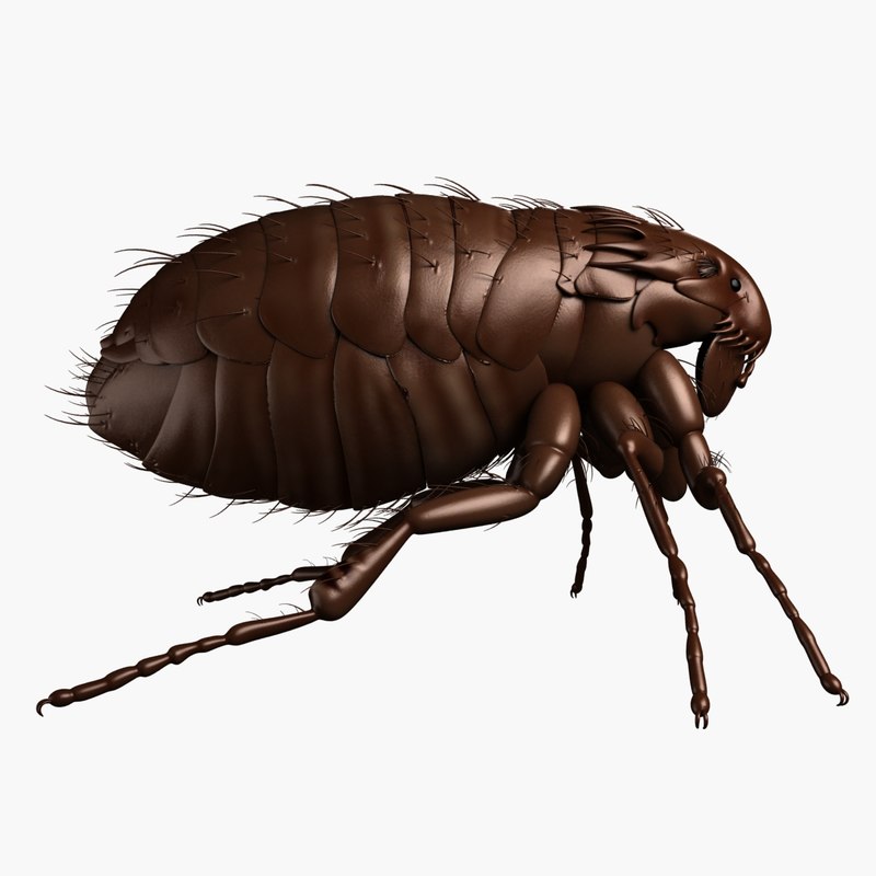 3dsmax cat flea