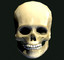3d human skull polygons model