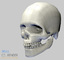 3d human skull polygons model