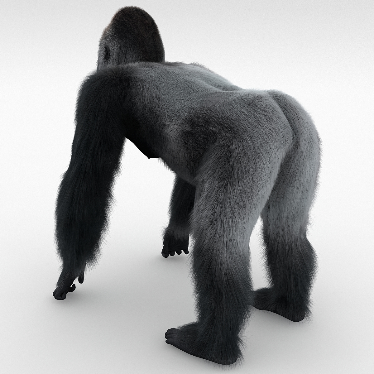 gorilla pose 2 fur 3d model