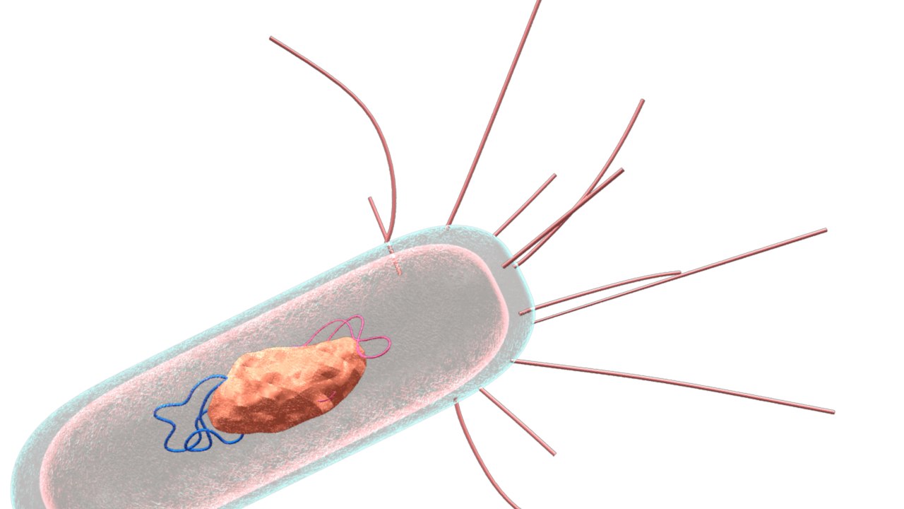 obj hotspring bacterial
