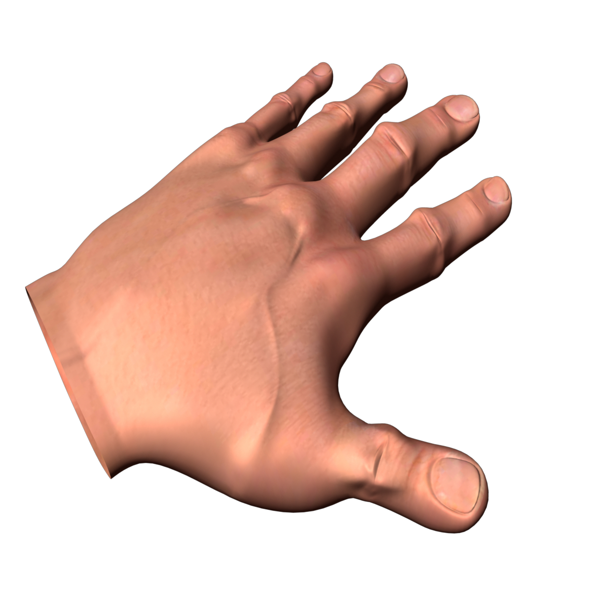 3d model male human hand