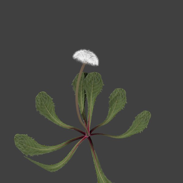 dandelion 3d model