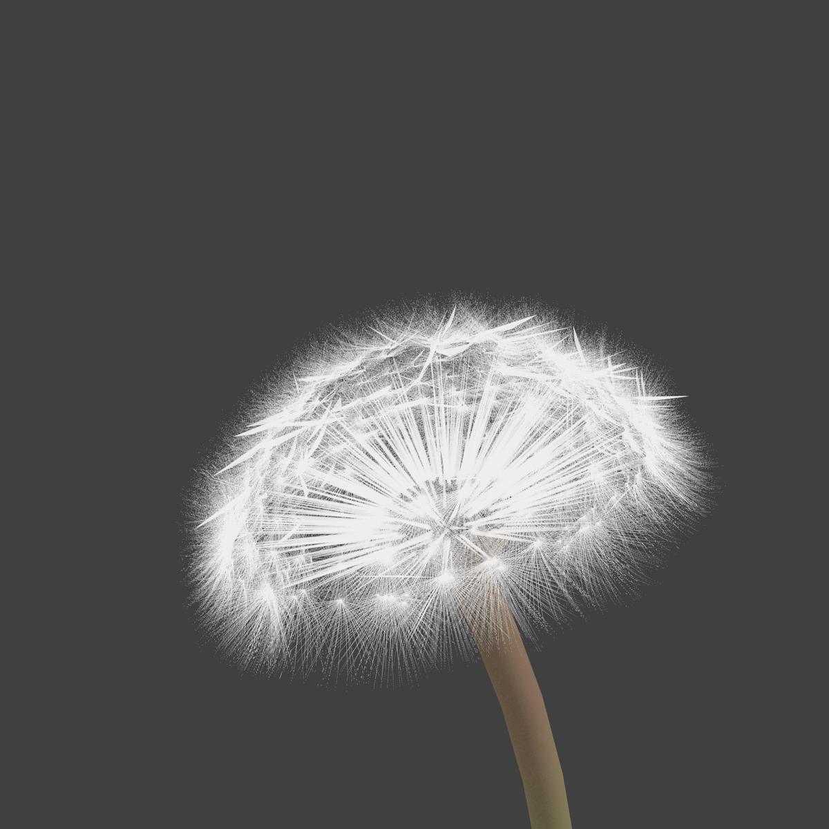 dandelion 3d model