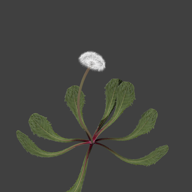 dandelion 3d model