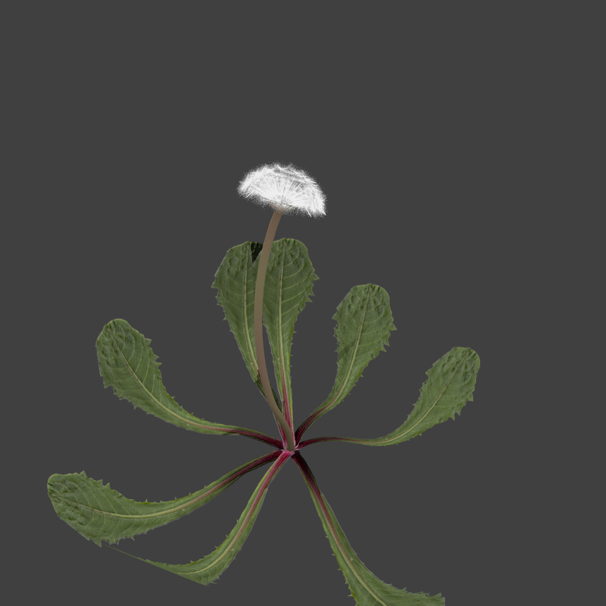 dandelion 3d model
