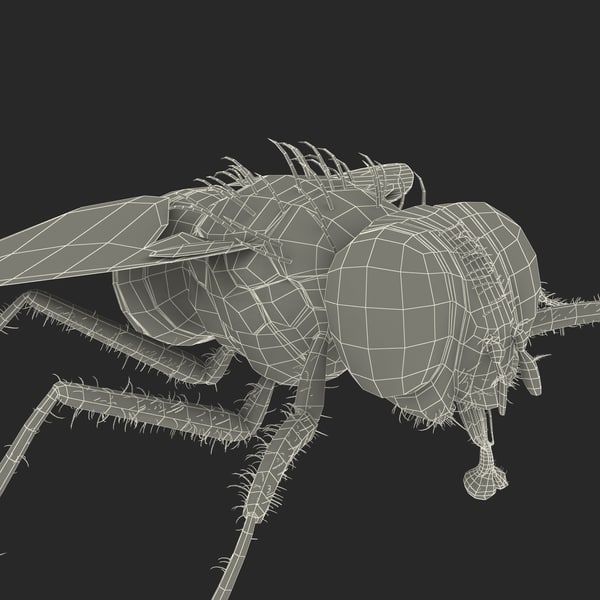 3d house fly fur model