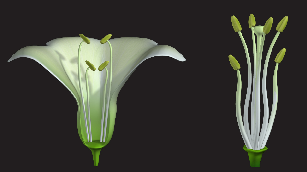 3d length stamen model