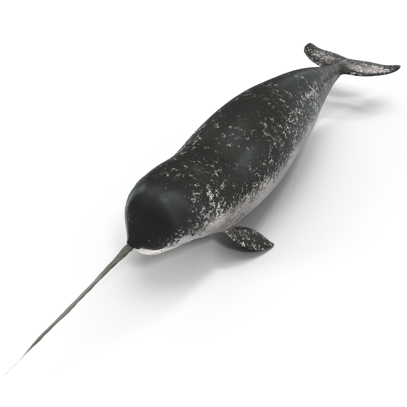 3d narwhal whale