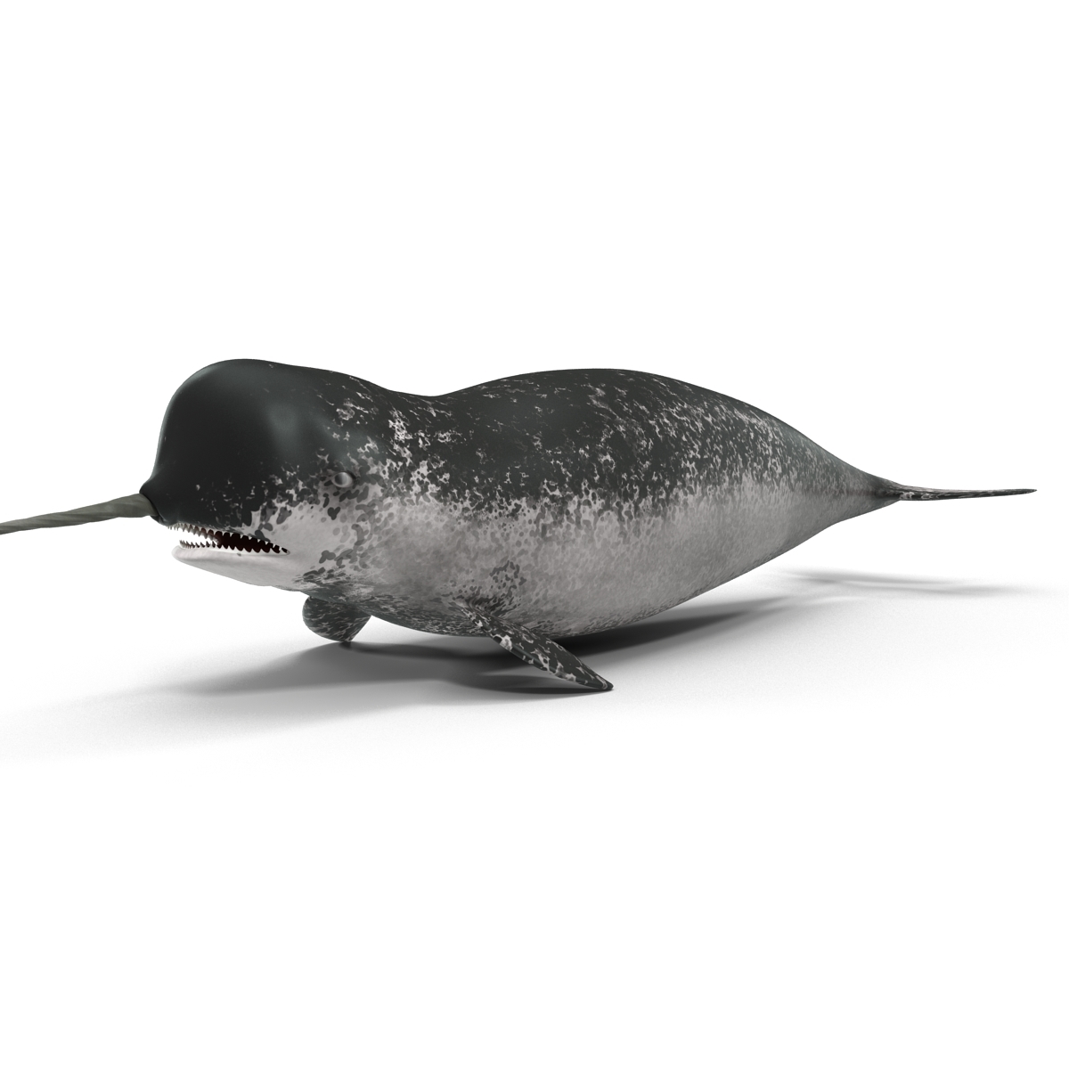 3d narwhal whale