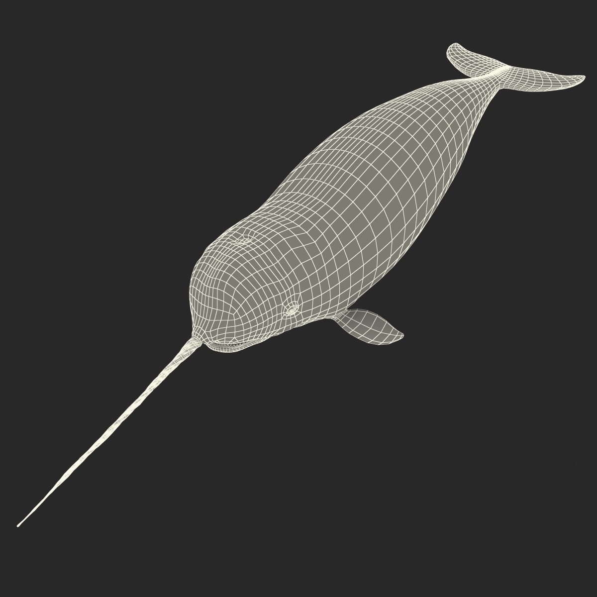 3d narwhal whale