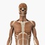 3d human muscle anatomy bones