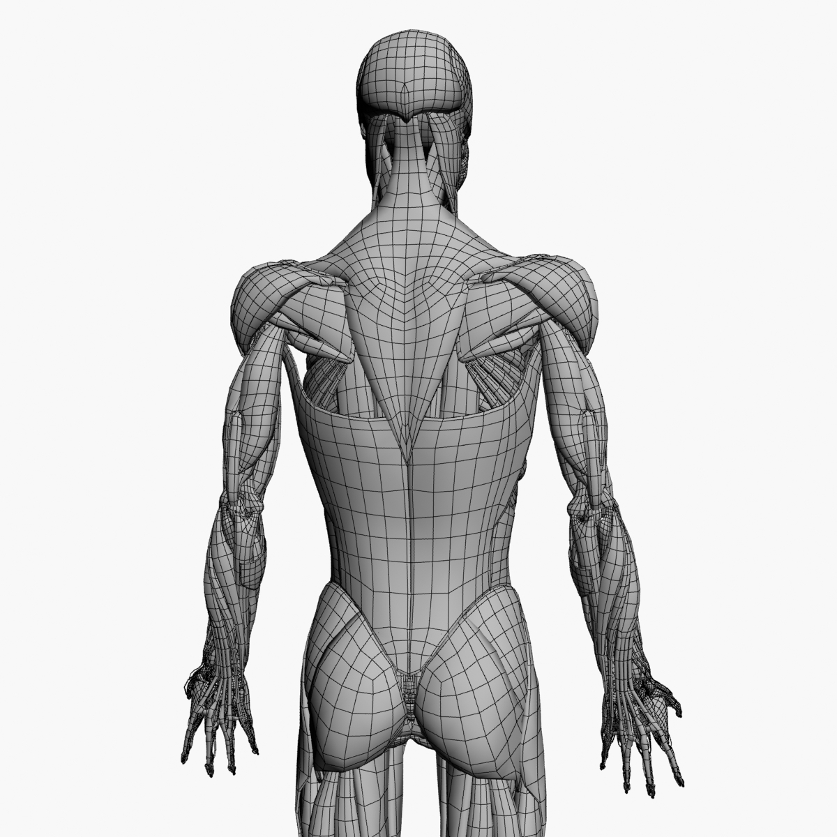 3d human muscle anatomy bones