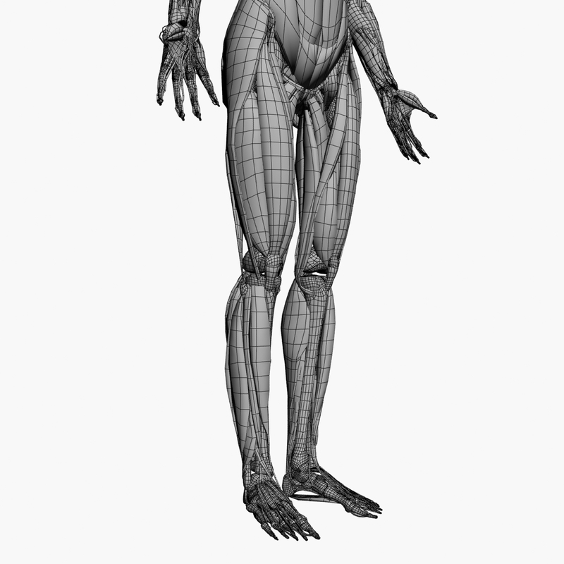 3d human muscle anatomy bones