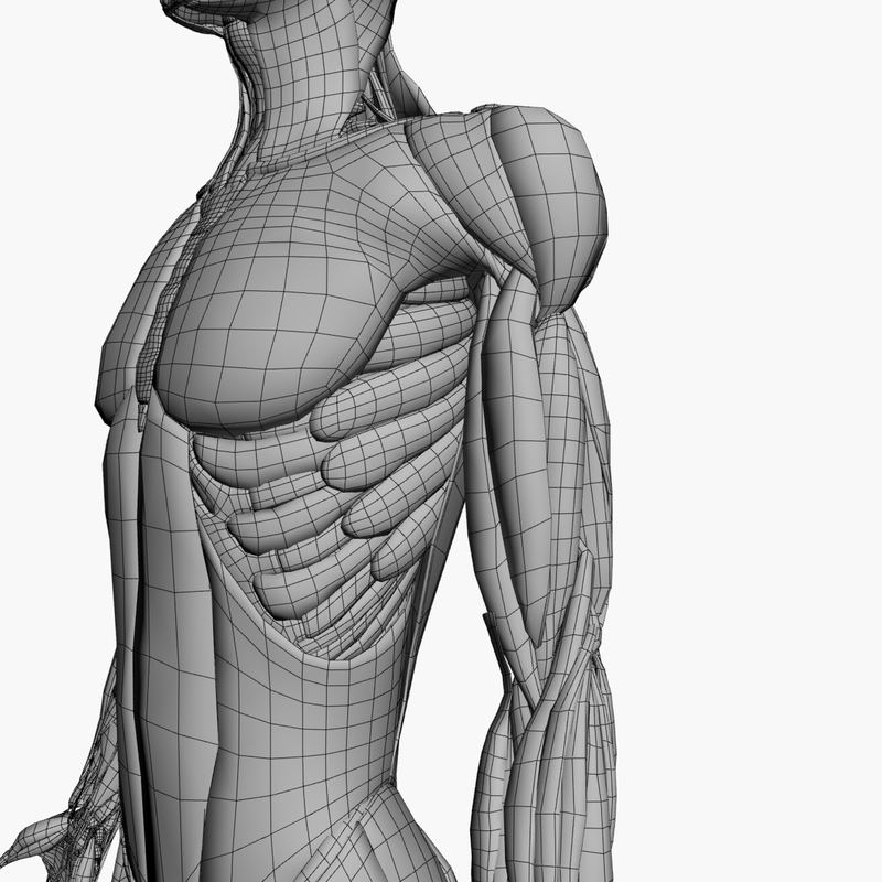 3d human muscle anatomy bones