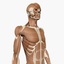 3d human muscle anatomy bones