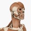 3d human muscle anatomy bones