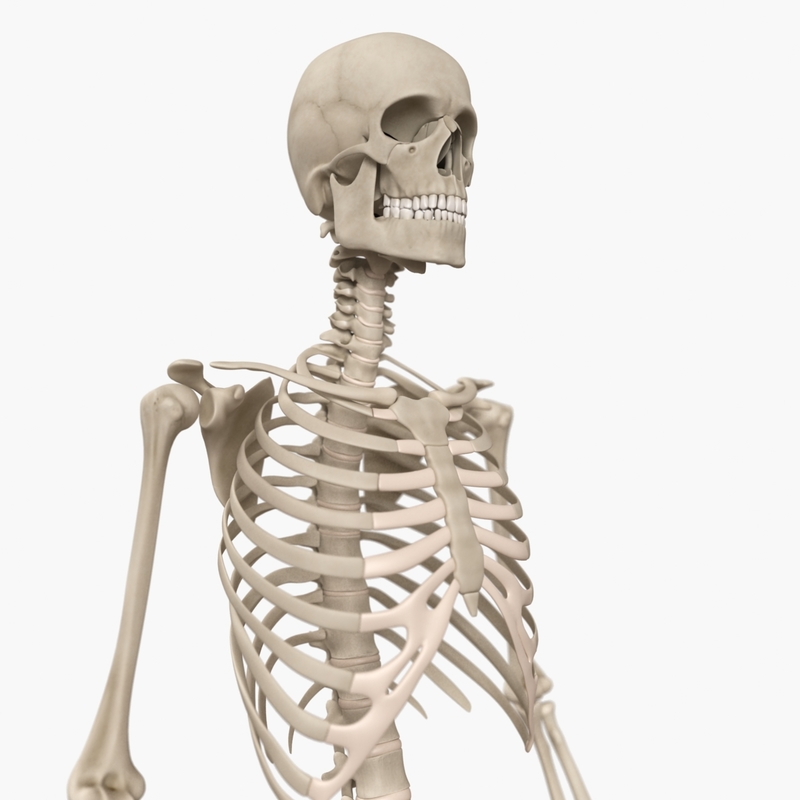 human skeleton 3d model