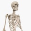 human skeleton 3d model