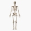 human skeleton 3d model