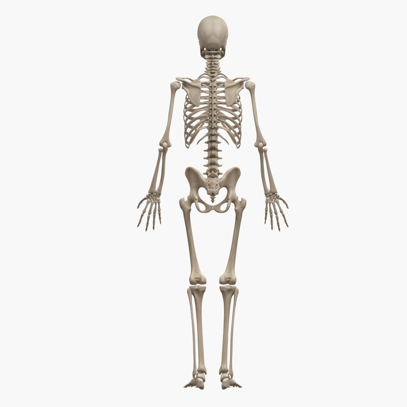 human skeleton 3d model