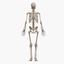 human skeleton 3d model