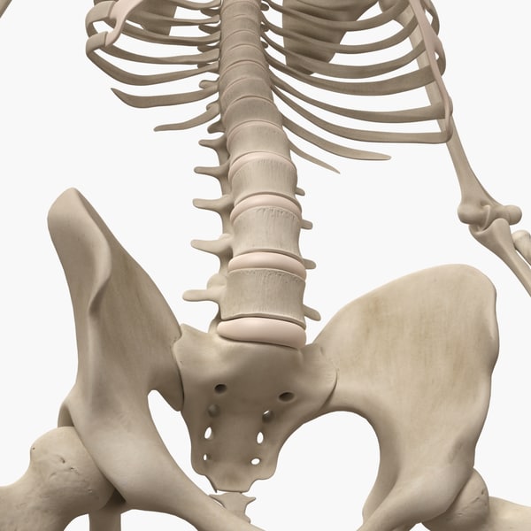 human skeleton 3d model