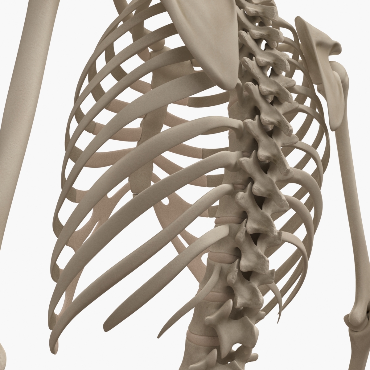 human skeleton 3d model