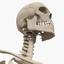 human skeleton 3d model