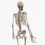 human skeleton 3d model
