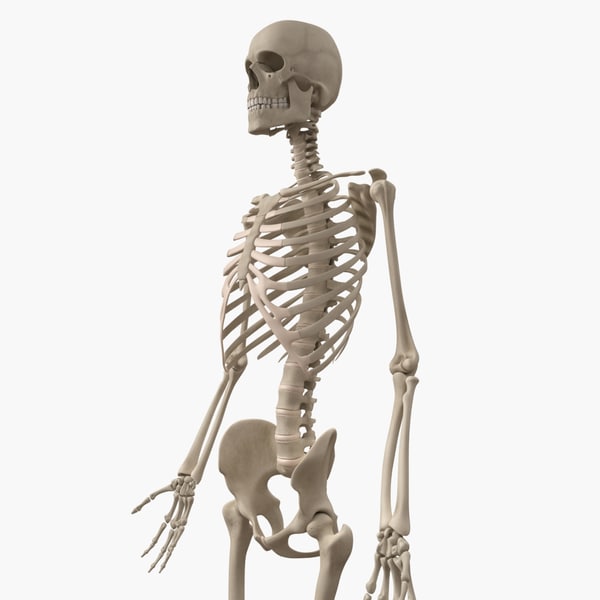 human skeleton 3d model