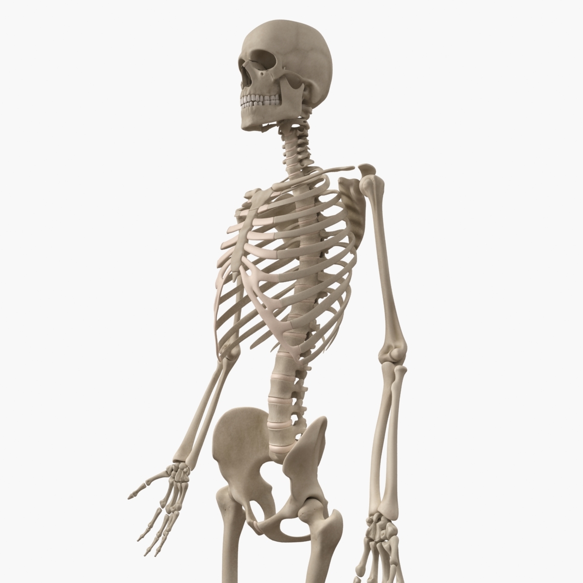 human skeleton 3d model