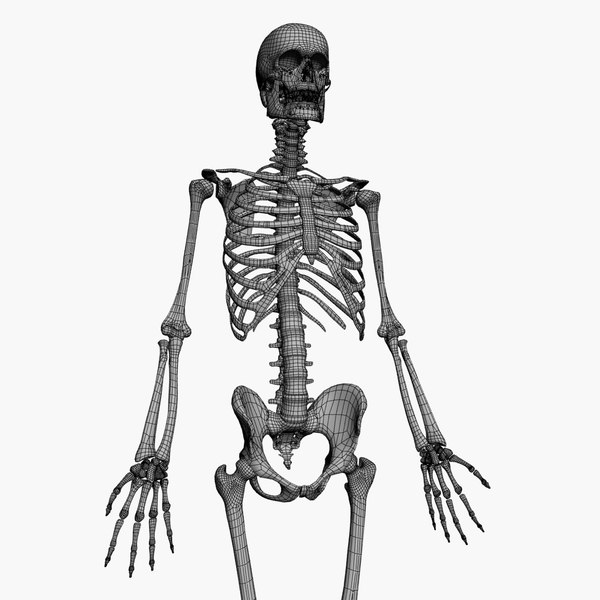 human skeleton 3d model